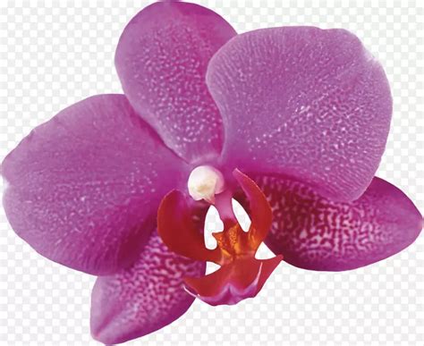Png Png
