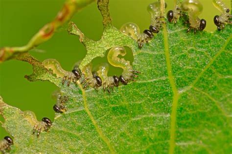 Bugs And Insects That Love Eating Geraniums Pest Pointers