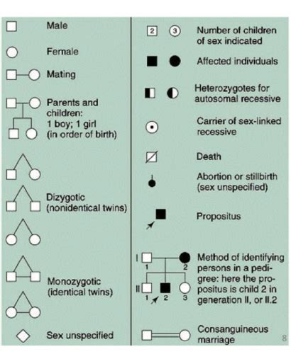 Pedigree Terminology Flashcards Quizlet