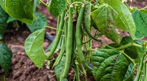 Quand semer les haricots verts au potager pour une récolte optimale