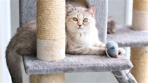 Cómo hacer un rascador para gatos casero paso a paso