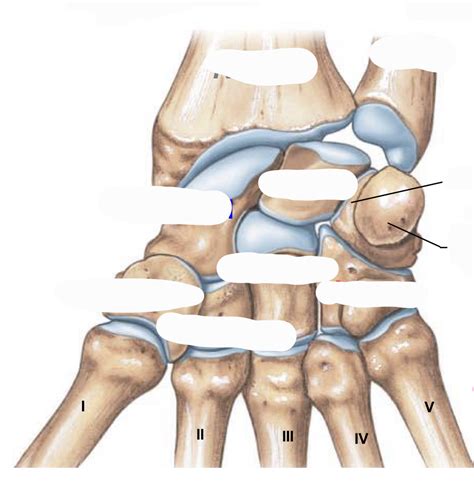 Carpal Bones Diagram Quizlet