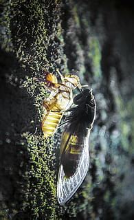 libre de regalías dipteran fotos descarga gratuita Piqsels