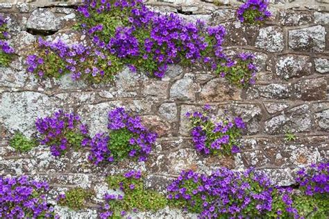 10 plantes vivaces de plein soleil et de culture facile à avoir dans