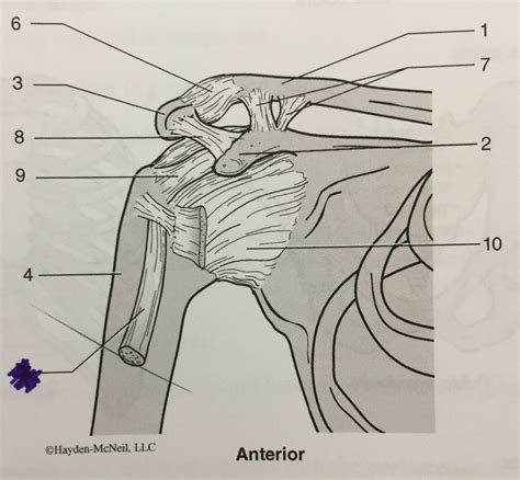 The Shoulder Joint Diagram Quizlet