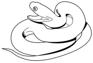 50 Desenhos De Cobra Para Colorir Pop Lembrancinhas