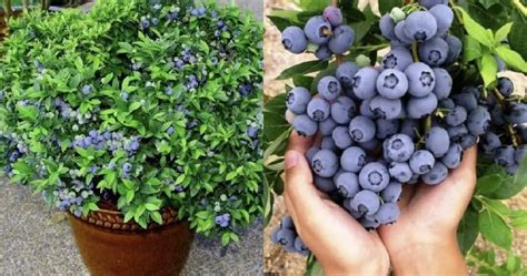 Segredos Para Colher Mirtilos O Ano Todo Como Plantar E Cuidar Das