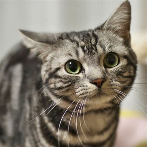 Fascinating Facts About American Shorthair Cats