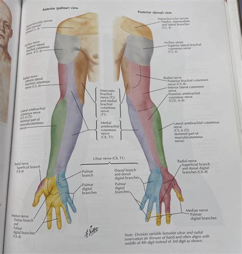 Cutaneous Innervation Of Upper Limb Diagram Quizlet
