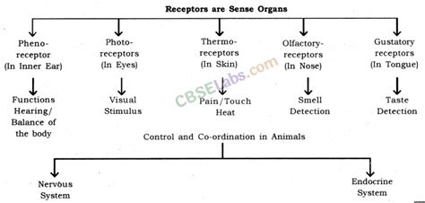 control and coordination class 10 notes science chapter 7 learn cbse
