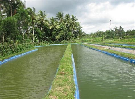 Cara Budidaya Ikan Bandeng Agar Cepat Besar Untuk Pemula