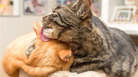Mi gato lame a mi otro gato y lo muerde por qué