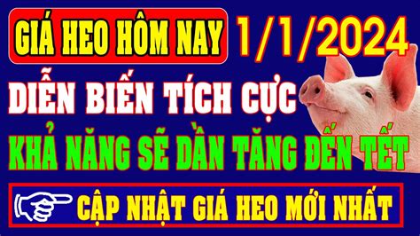 Giá heo hơi ngày 1 1 2024 DIỄN BIẾN TÍCH CỰC KHẢ NĂNG SẼ TĂNG DẦN
