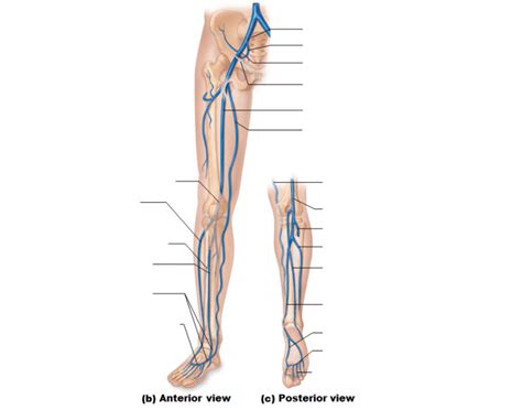 Morg Lab Leg Veins Diagram Quizlet