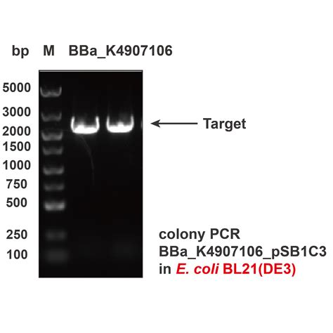 Part Bba K Parts Igem Org