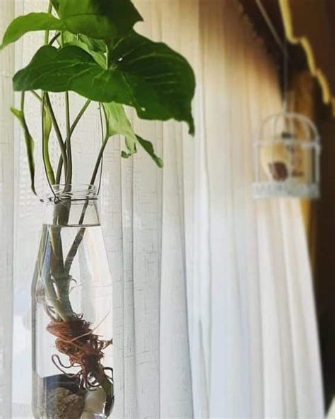 Como Cultivar Plantas Na água
