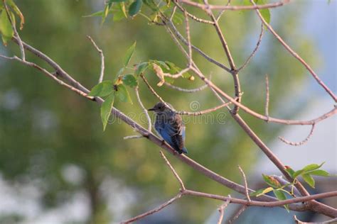 Be As Happy As Bluebird And Naked As A Blue Jay Stock Image Image Of