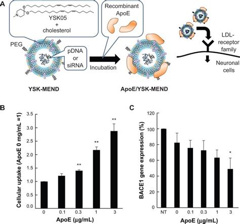 Effect Of ApoE Modification On Cellular Uptake And Gene Knockdown