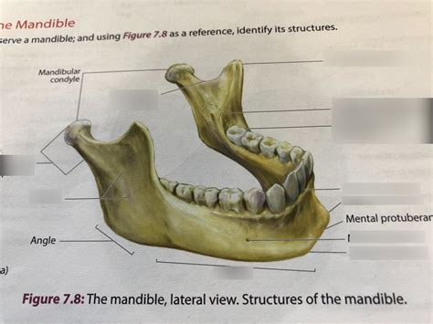 Mandible Diagram Quizlet