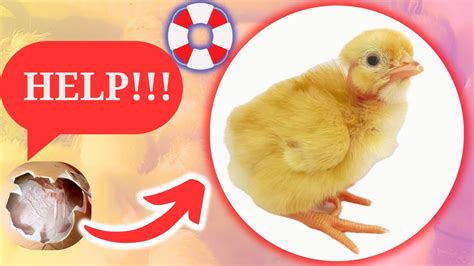 Rescuing Our Naked Neck Chicks How We Saved Them When They Got Stuck