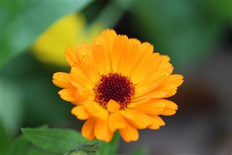 Ringelblume Orange Calendula Kostenloses Foto Auf Pixabay Pixabay