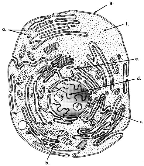 Unlabeled Plant Cell Diagrams