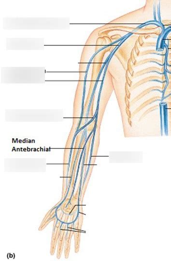 Upper Limb Veins Label Diagram Quizlet