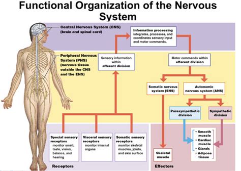Ch Autonomic Nervous System Flashcards Quizlet