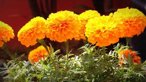 Cosas Que Debes Saber Sobre La Flor De Cempas Chil La Flor De