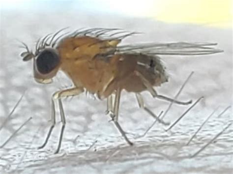 Tiny Fly That Landed On My Hand Likely Homoneura Unguiculata