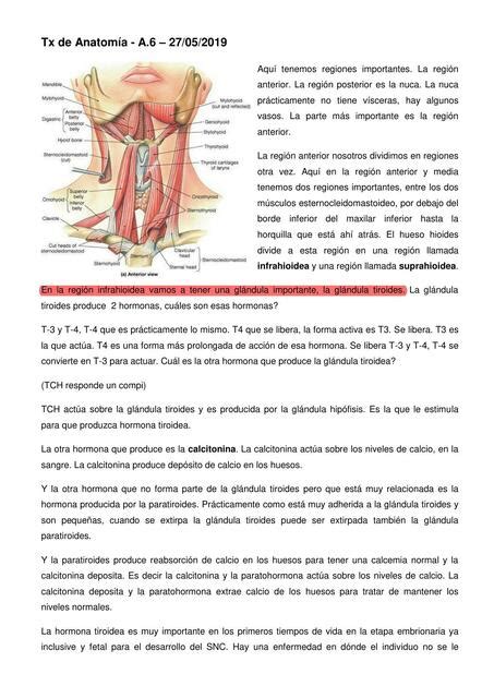 Tx de Anatomía Cynthia Holt Martinez uDocz