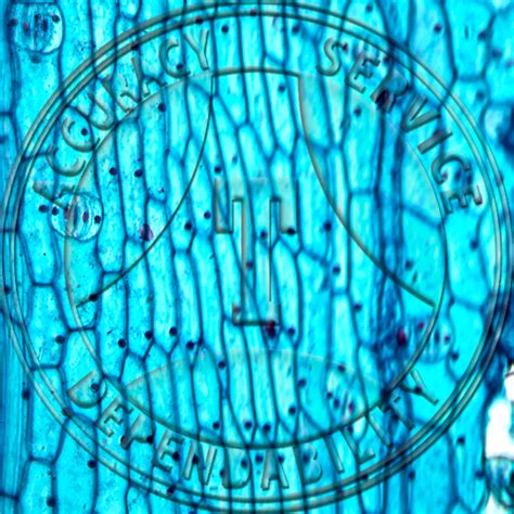 Monocot Dicot Leaf Epidermis Prepared Microscope Slide