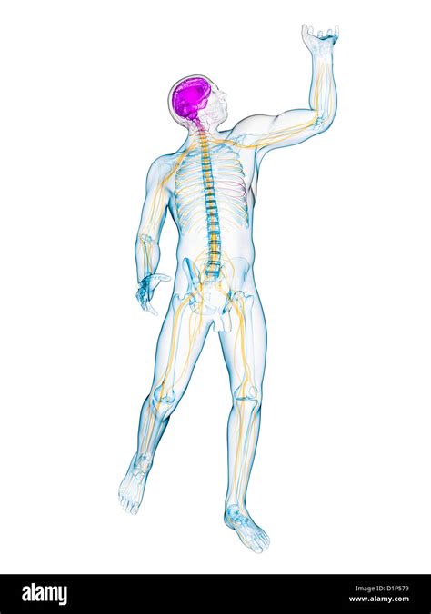 Male Nervous System Artwork Stock Photo Alamy