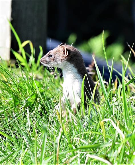 Stoat Martin Mere Paul Billington Flickr