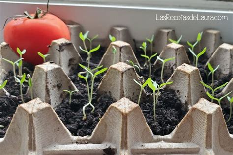 Germina Tomates Con Tomates Del Super Sembrar Tomates Tomates En