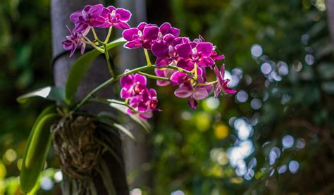 Como Plantar Orquídeas em Árvores Garden Center Bandeirantes