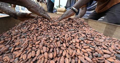 Côte d Ivoire le réchauffement climatique menace la production de