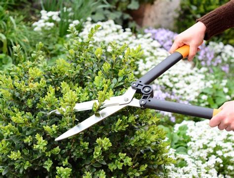 5 Steps To Properly Prune Your Boxwood Shrubs In 2023 Box Wood Shrub