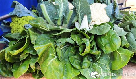 Lista De Verduras De Hoja Verde Y Sus Beneficios Botanical Online