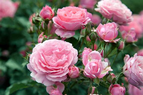 Les différents types de rosiers pour votre jardin pour bien les choisir