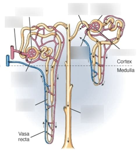 Urinary System Juxtamedullary Cortical Nephron Simplified Diagram