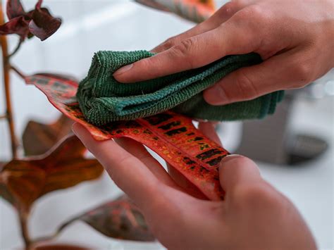 Guía sobre Cómo Limpiar las Hojas de tus Plantas