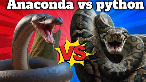 anaconda vs python a battle of the titans youtube