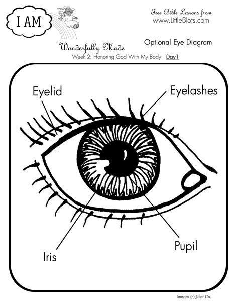 Labeling The Eye Worksheets