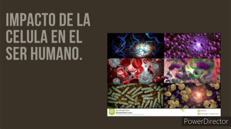 impacto de la célula en el ser humano YouTube