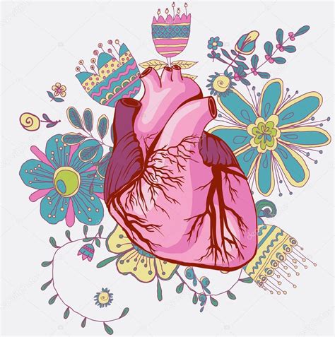 Dibujo del corazón anatómico vectorial Vector de stock mamziolzi