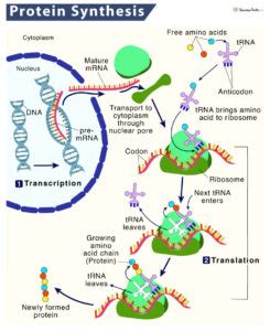 Diagram Of Protein Synthesis