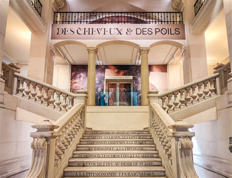 Des cheveux et des poils l exposition poilante du musée des Arts