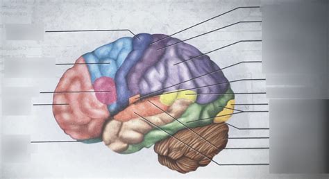 Left Cerebral Hemisphere Diagram Quizlet