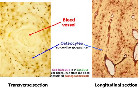 14 Mechanisms Of Bone Growth And Development Flashcards Quizlet
